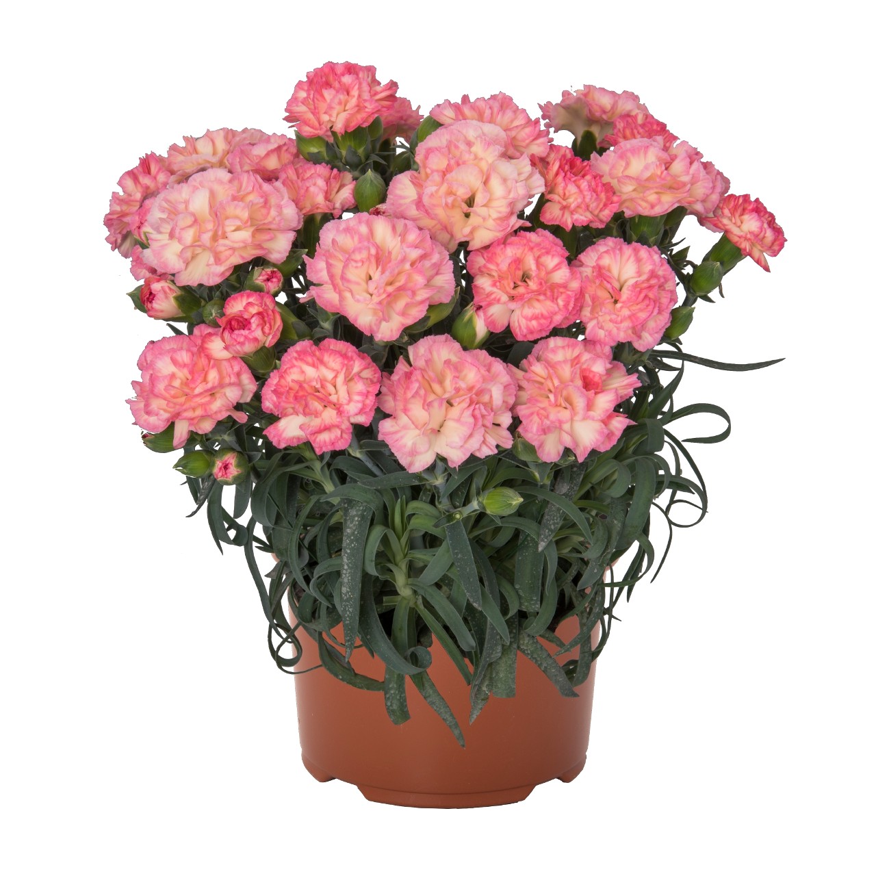 Dianthus caryophyllus Menorca Floriane | Jaunstādi | Onava.lv