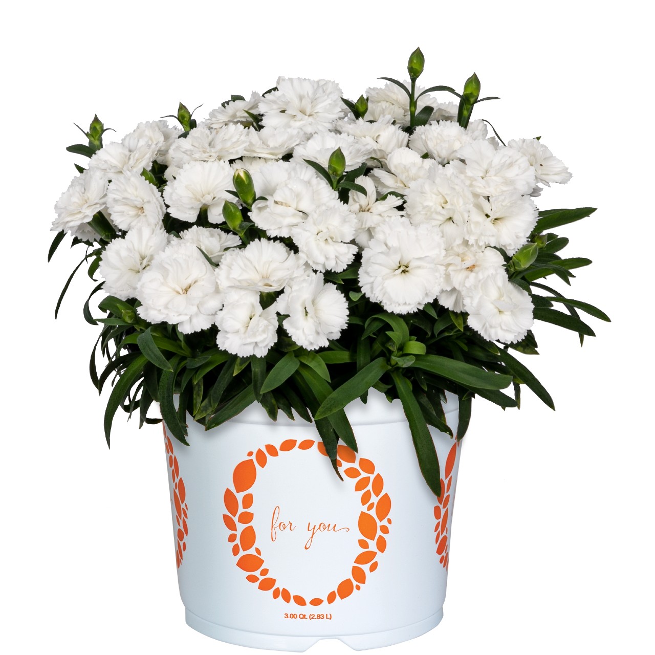 Dianthus caryophyllus Sprint White | Jaunstādi | Onava.lv