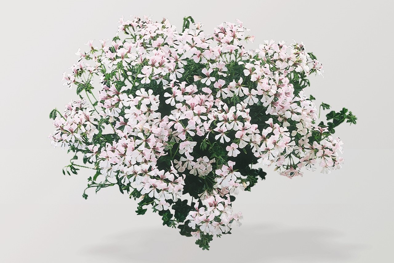 Pelargonium Peltatum Classic Single Ville Dresden Jaunstādi Onava Lv