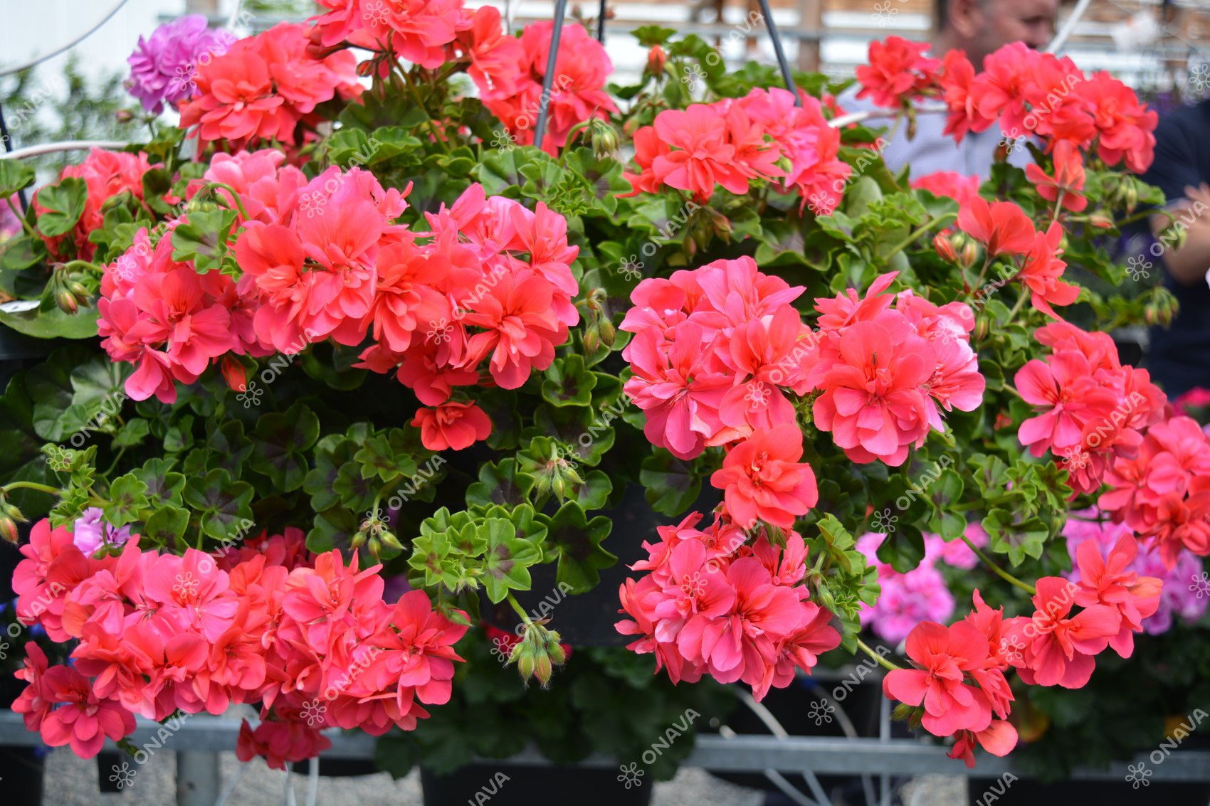 Pelargonium peltatum Atlantic Melon (Great Balls of Fire Melon ...