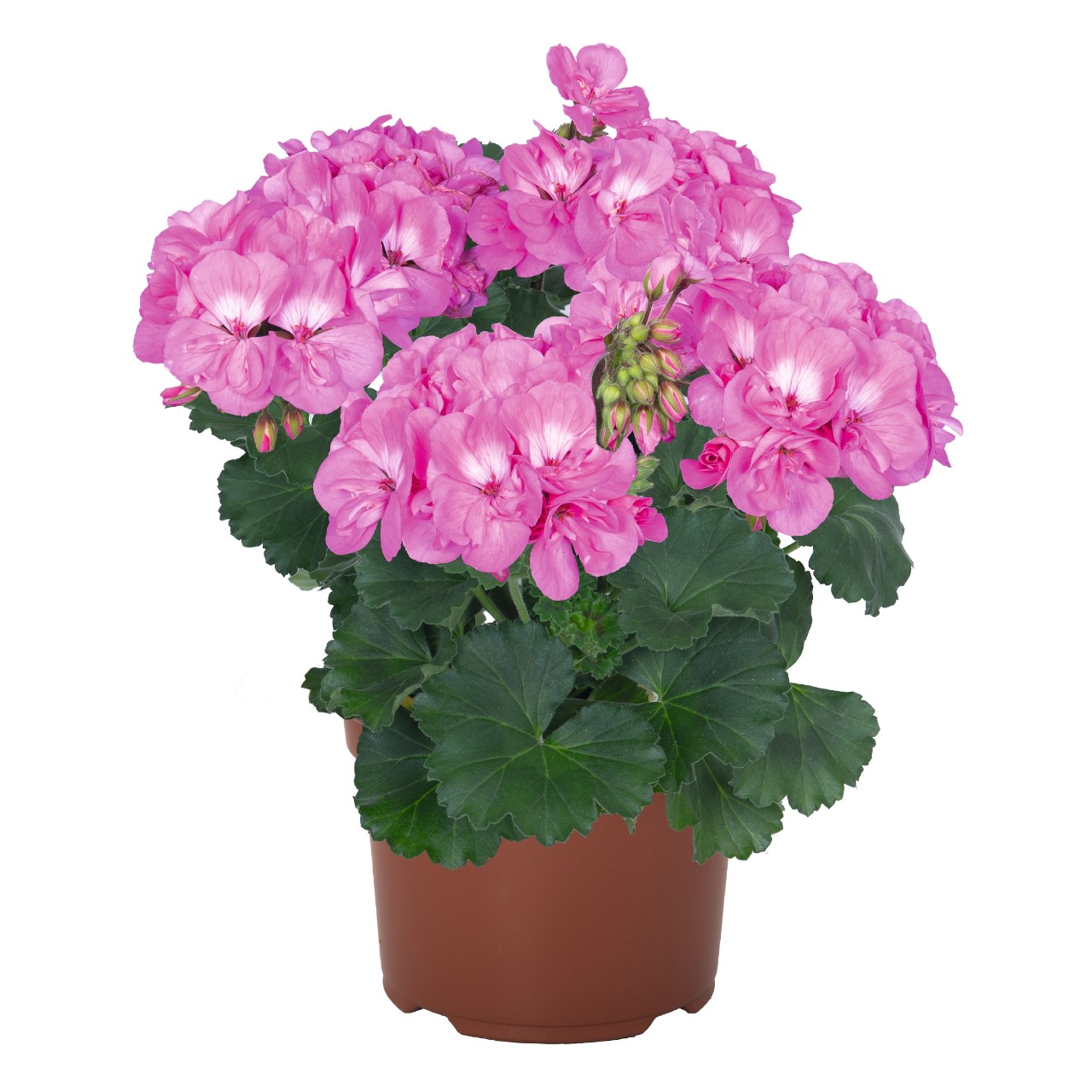 Pelargonium zonale Savannah True Pink | Jaunstādi | Onava.lv