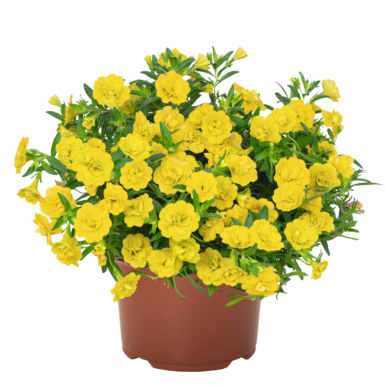 Calibrachoa hybrida Aloha Double Yellow | Jaunstādi | Onava.lv