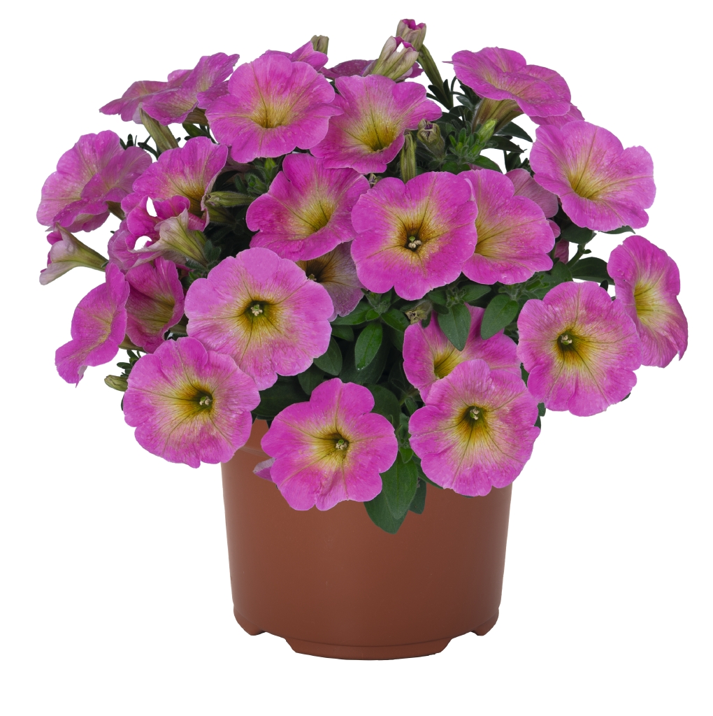 Petunia atkinsiana Sweetunia Baby Pink 2026 (Intrinsa) | Jaunstādi ...