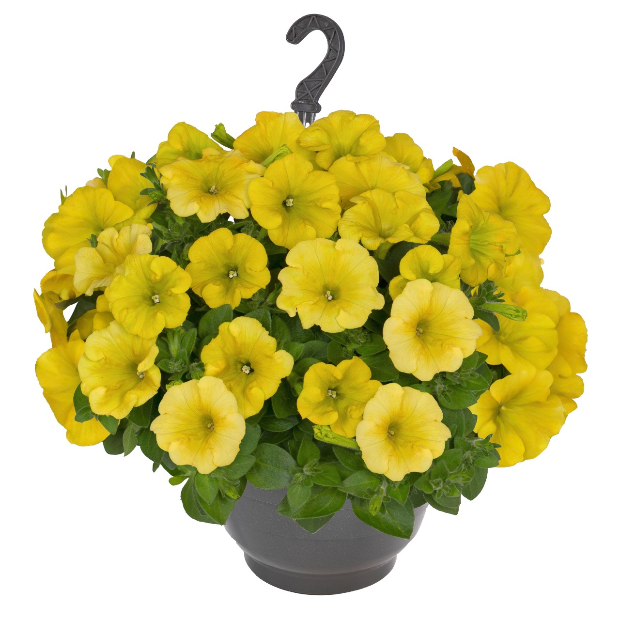 Petunia atkinsiana Surprise Canary Yellow 2025 | Jaunstādi | Onava.lv