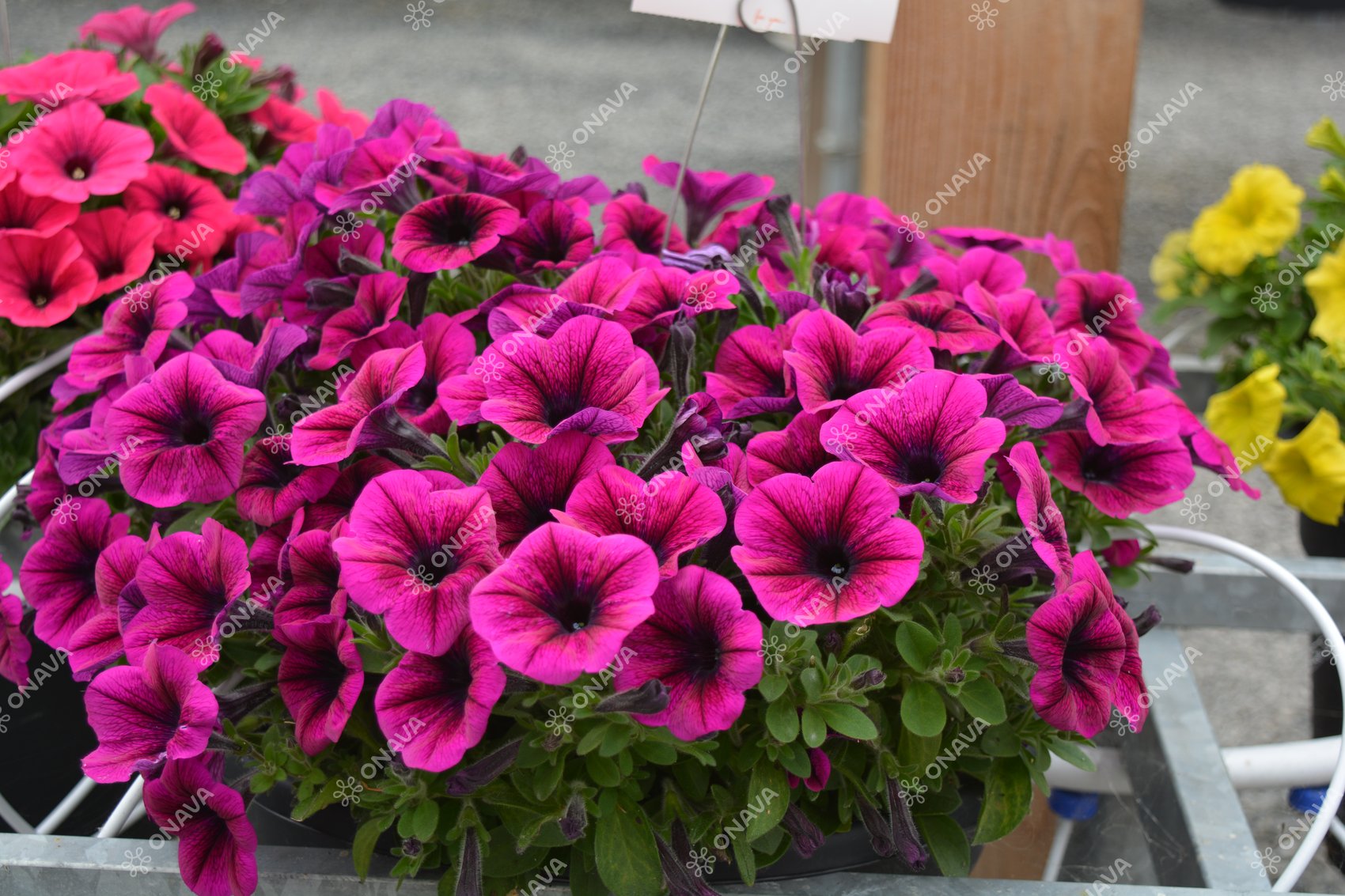 Petunia atkinsiana Potunia Purple | Jaunstādi | Onava.lv