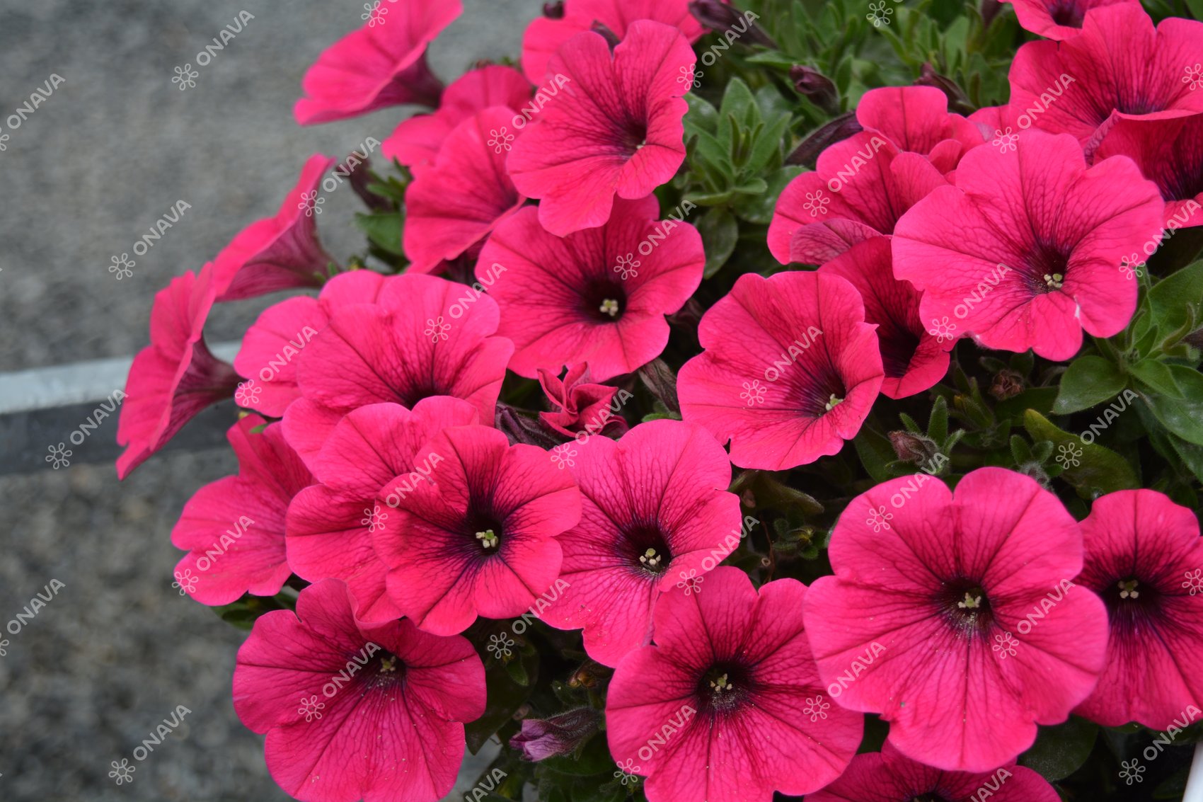 Petunia atkinsiana Potunia Neon | Jaunstādi | Onava.lv