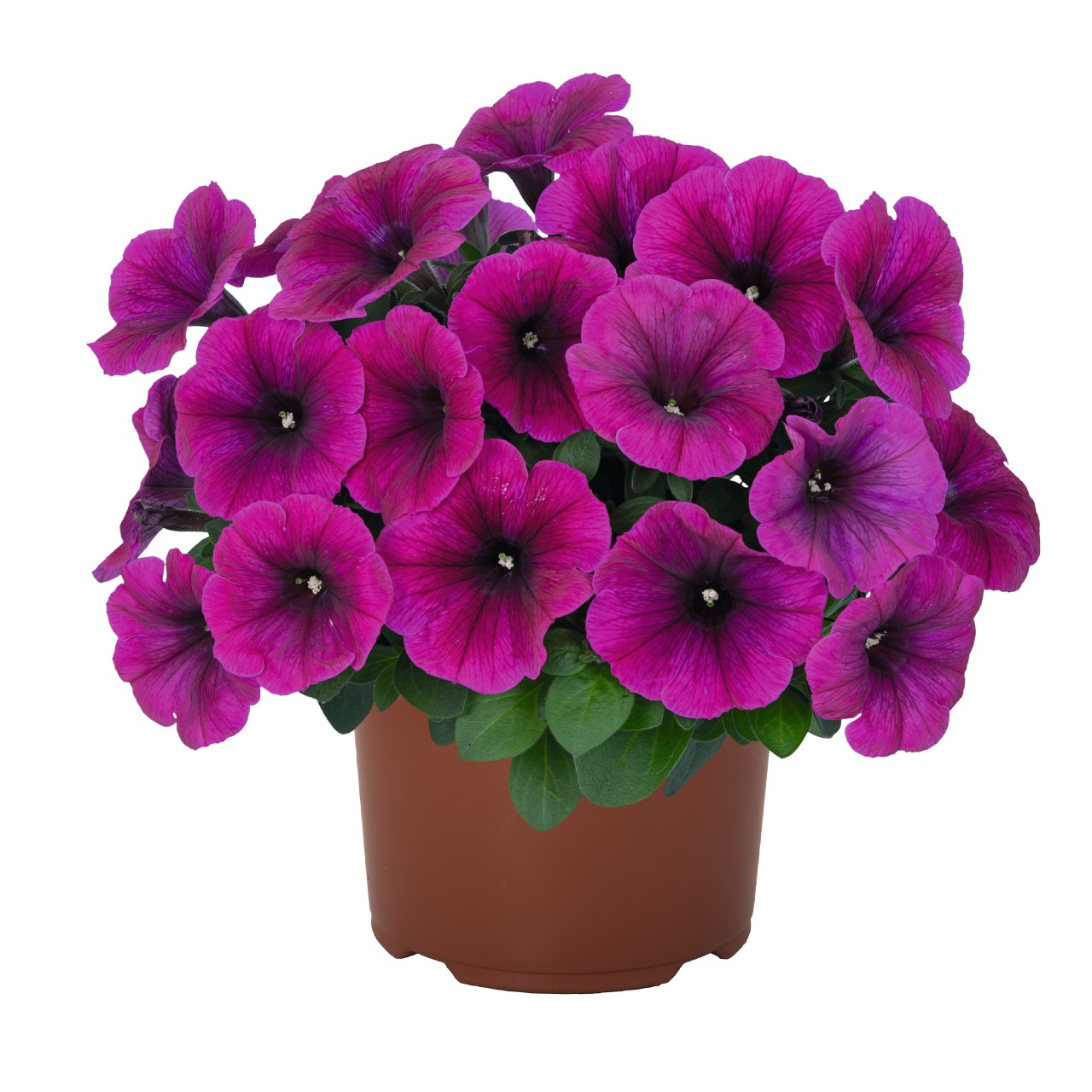 Petunia atkinsiana Sweetunia Neon | Jaunstādi | Onava.lv