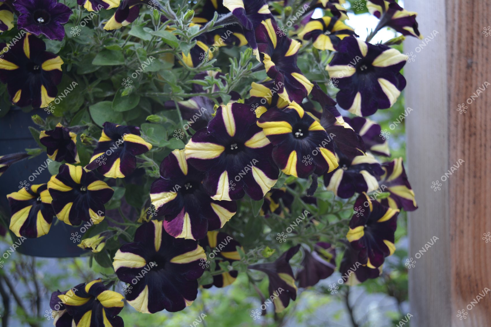 Petunia atkinsiana Peppy Bee (Intrinsa) | Jaunstādi | Onava.lv