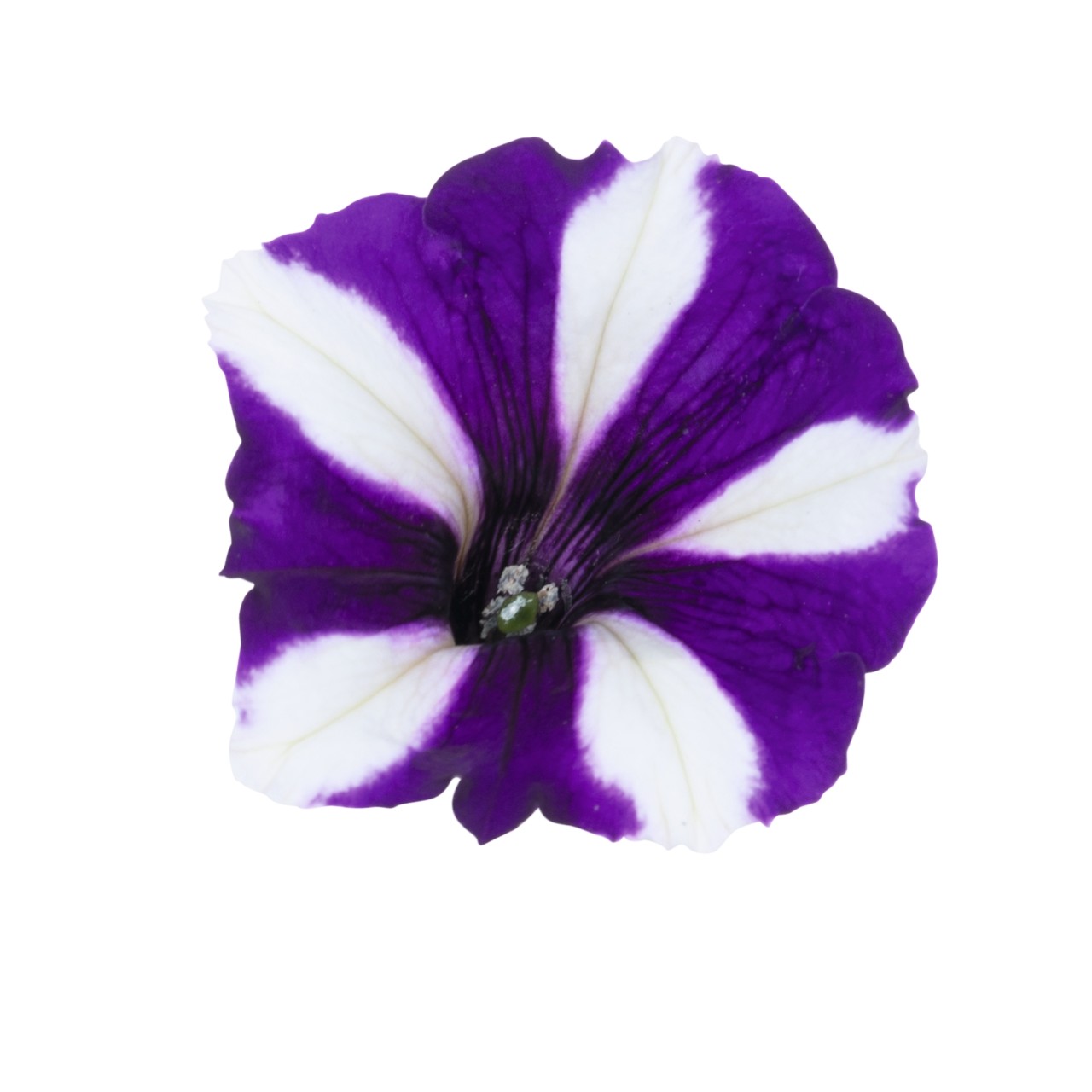 Petunia atkinsiana Peppy Blue 2024 | Jaunstādi | Onava.lv