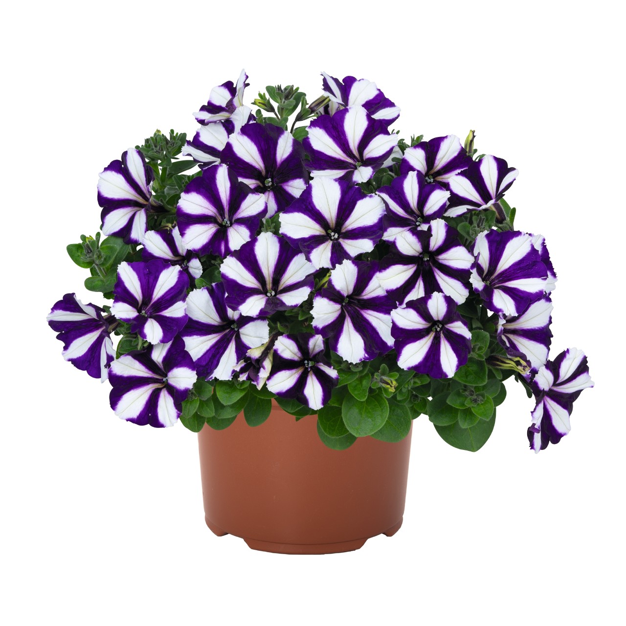 Petunia atkinsiana Peppy Blue 2024 | Jaunstādi | Onava.lv