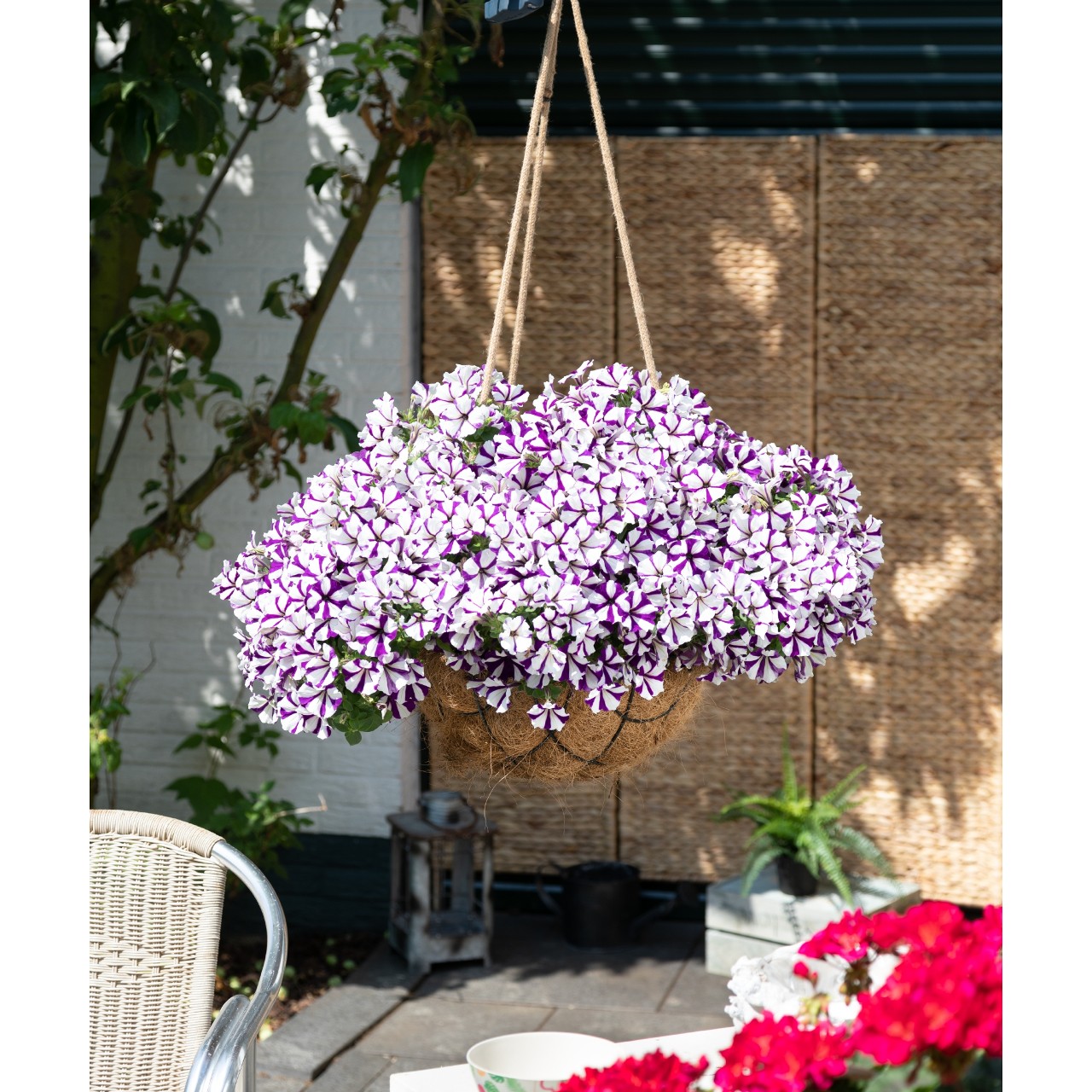 Petunia atkinsiana Peppy Blue 2024 | Jaunstādi | Onava.lv