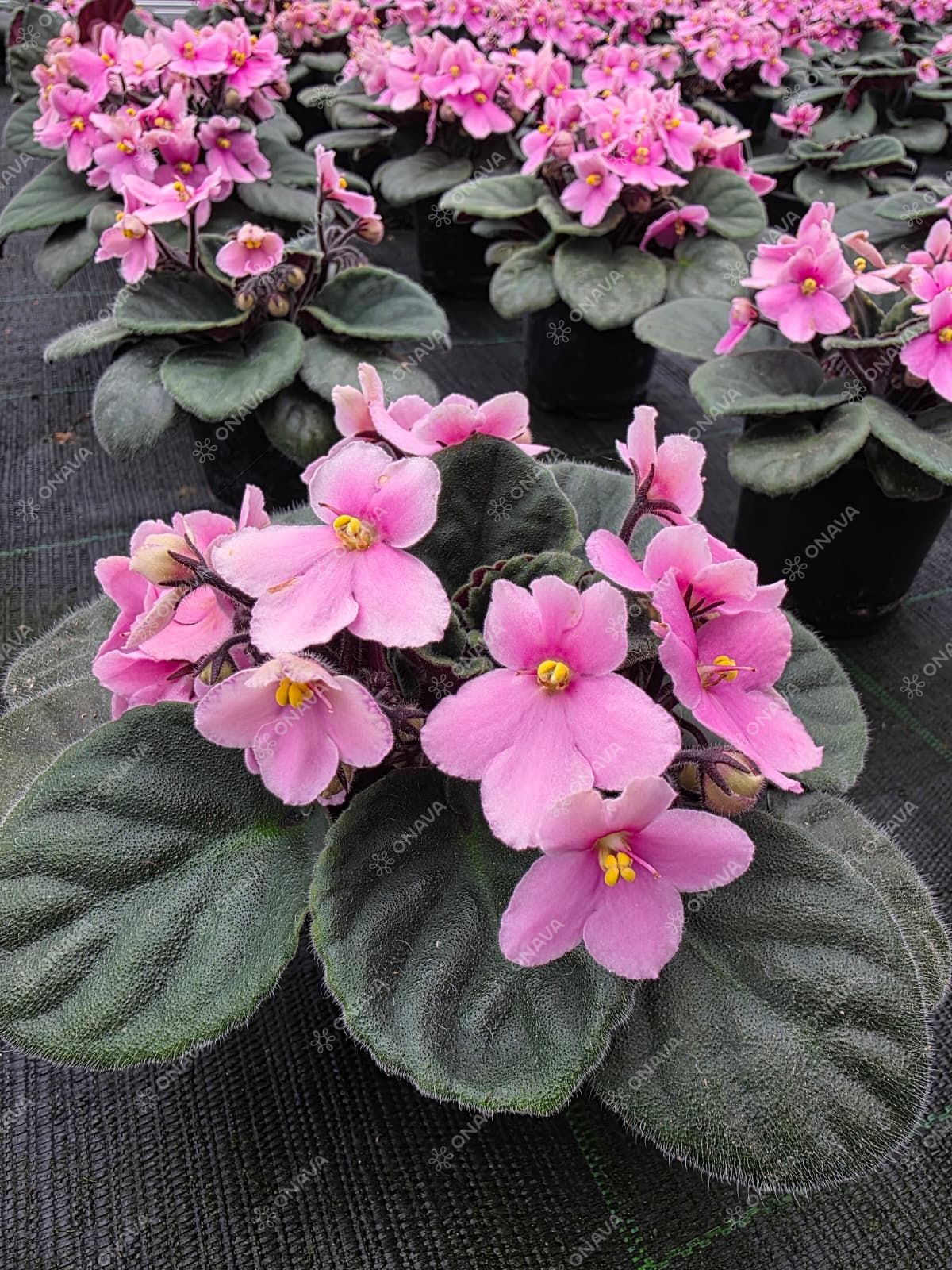 Saintpaulia gesneriaceae Maxi Bibi (9 cm) | Jaunstādi | Onava.lv