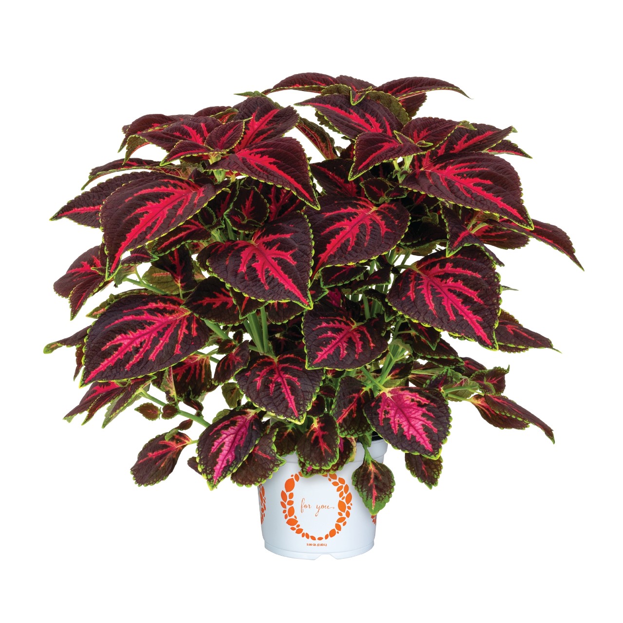 Coleus blumei Main Street Orchard Road | Jaunstādi | Onava.lv