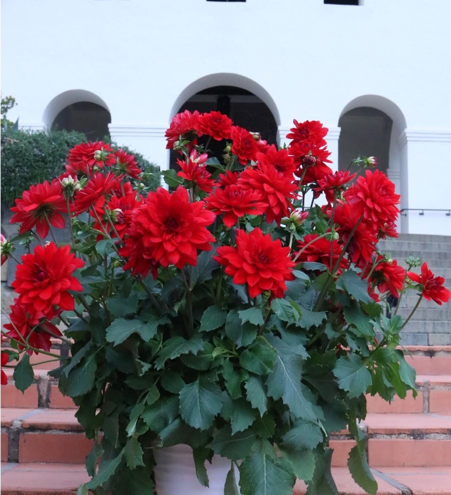 Dahlia hortensis XXL Ruby Red | Jaunstādi | Onava.lv