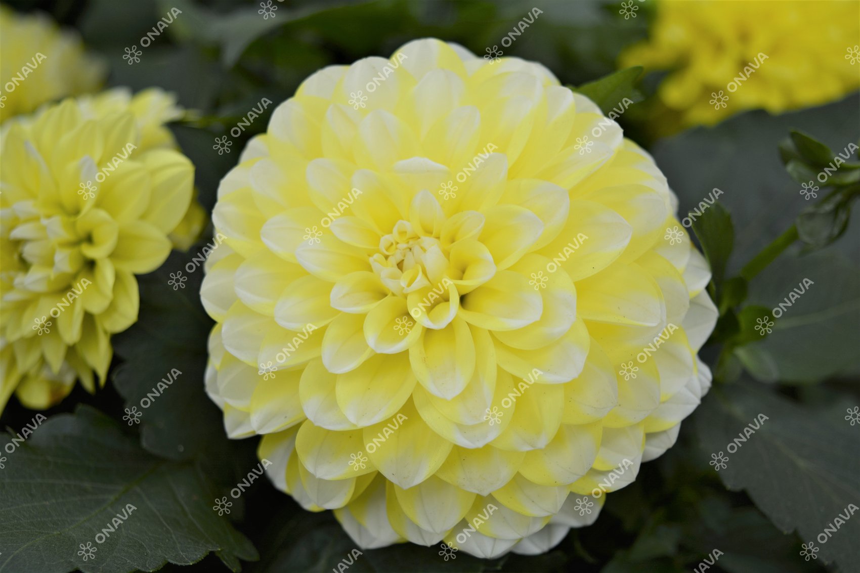Dahlia hortensis Hypnotica Lemon Swirl | Jaunstādi | Onava.lv