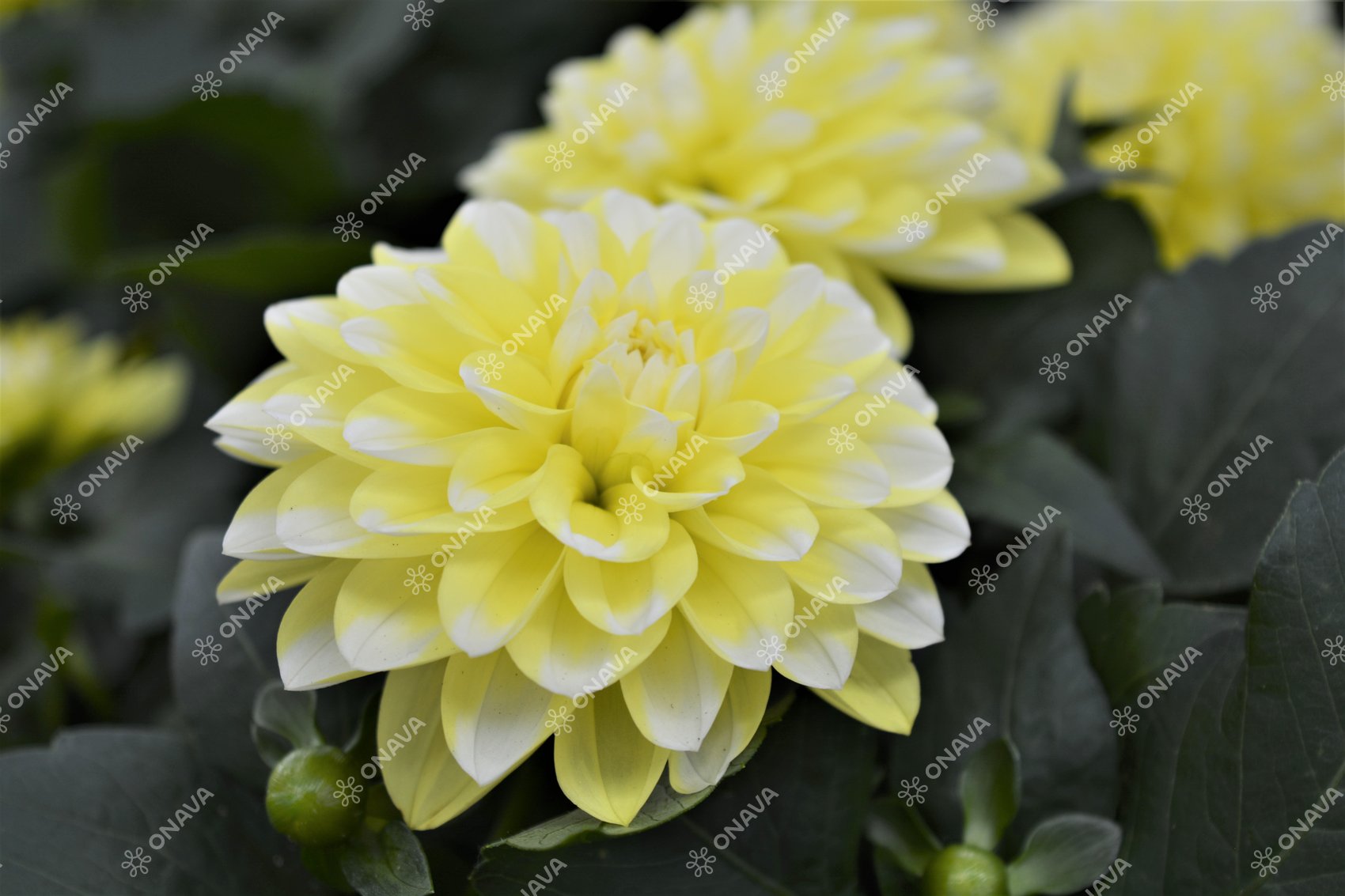 Dahlia hortensis Hypnotica Lemon Swirl | Jaunstādi | Onava.lv
