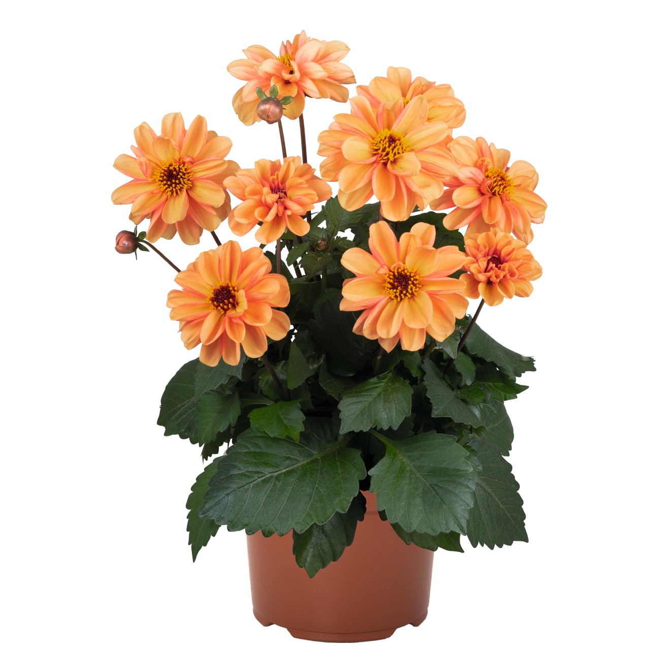 Dahlia hortensis Revelation Orange | Jaunstādi | Onava.lv