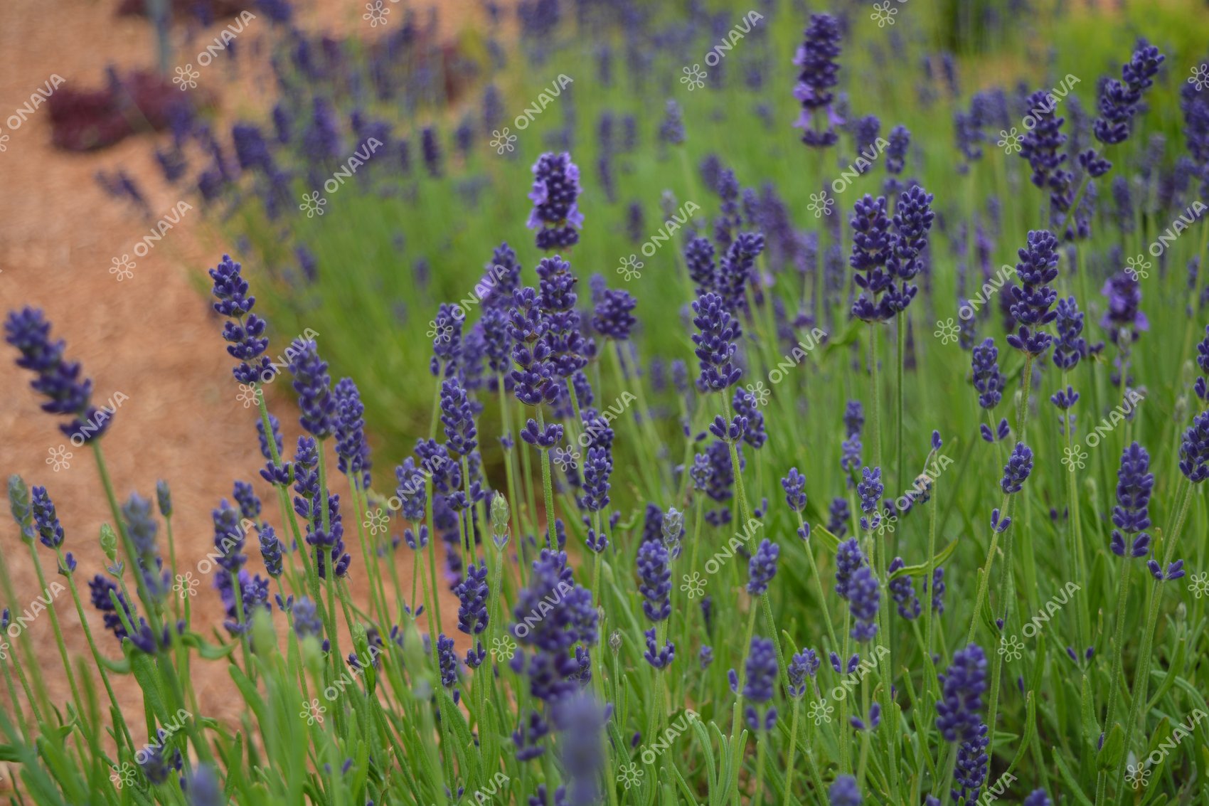 Lavandula angustifolia La Diva Vintage Violet | Jaunstādi | Onava.lv
