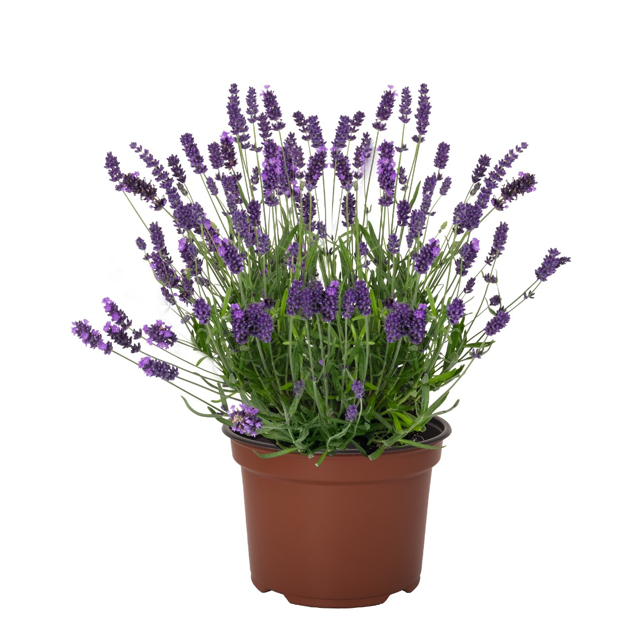 Lavandula angustifolia La Diva Vintage Violet | Jaunstādi | Onava.lv