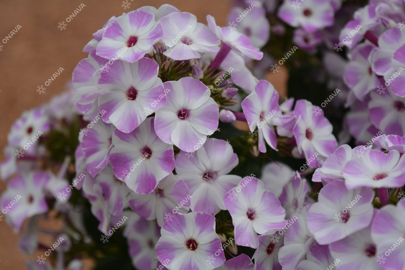 Phlox paniculata Flame Lilac Star | Jaunstādi | Onava.lv
