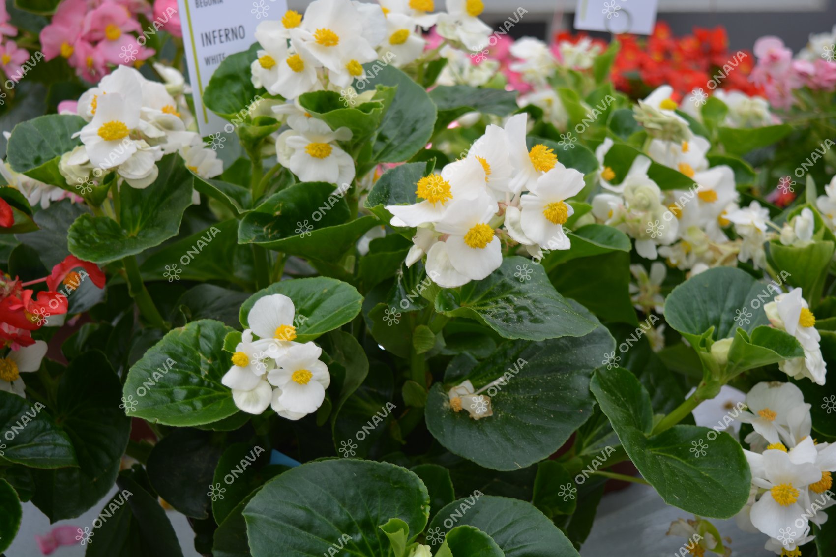 Begonia hybrida Inferno White | Sēklas | Onava.lv