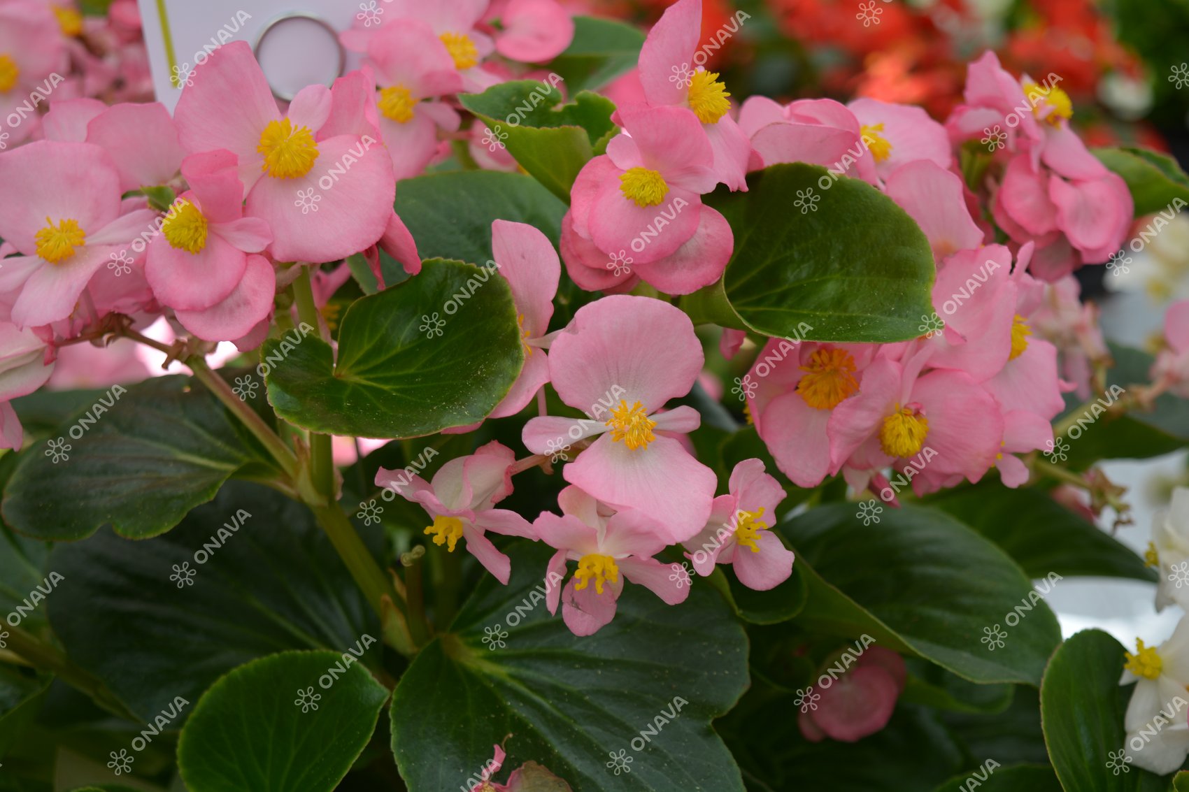 Begonia hybrida Inferno Rose | Sēklas | Onava.lv