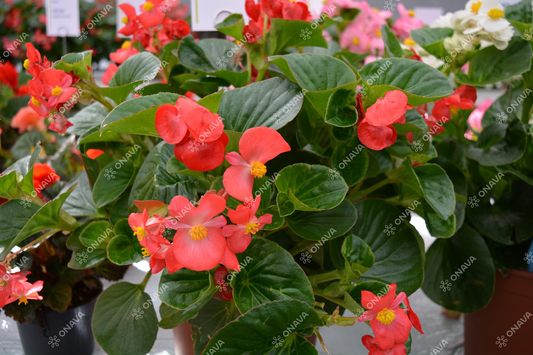 Begonia hybrida Inferno Red | Sēklas | Onava.lv