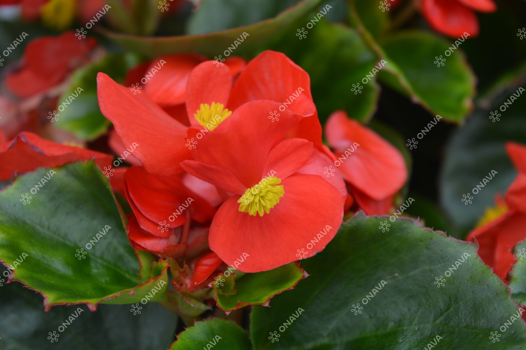 Begonia semperflorens Ambassador Scarlet | Sēklas | Onava.lv