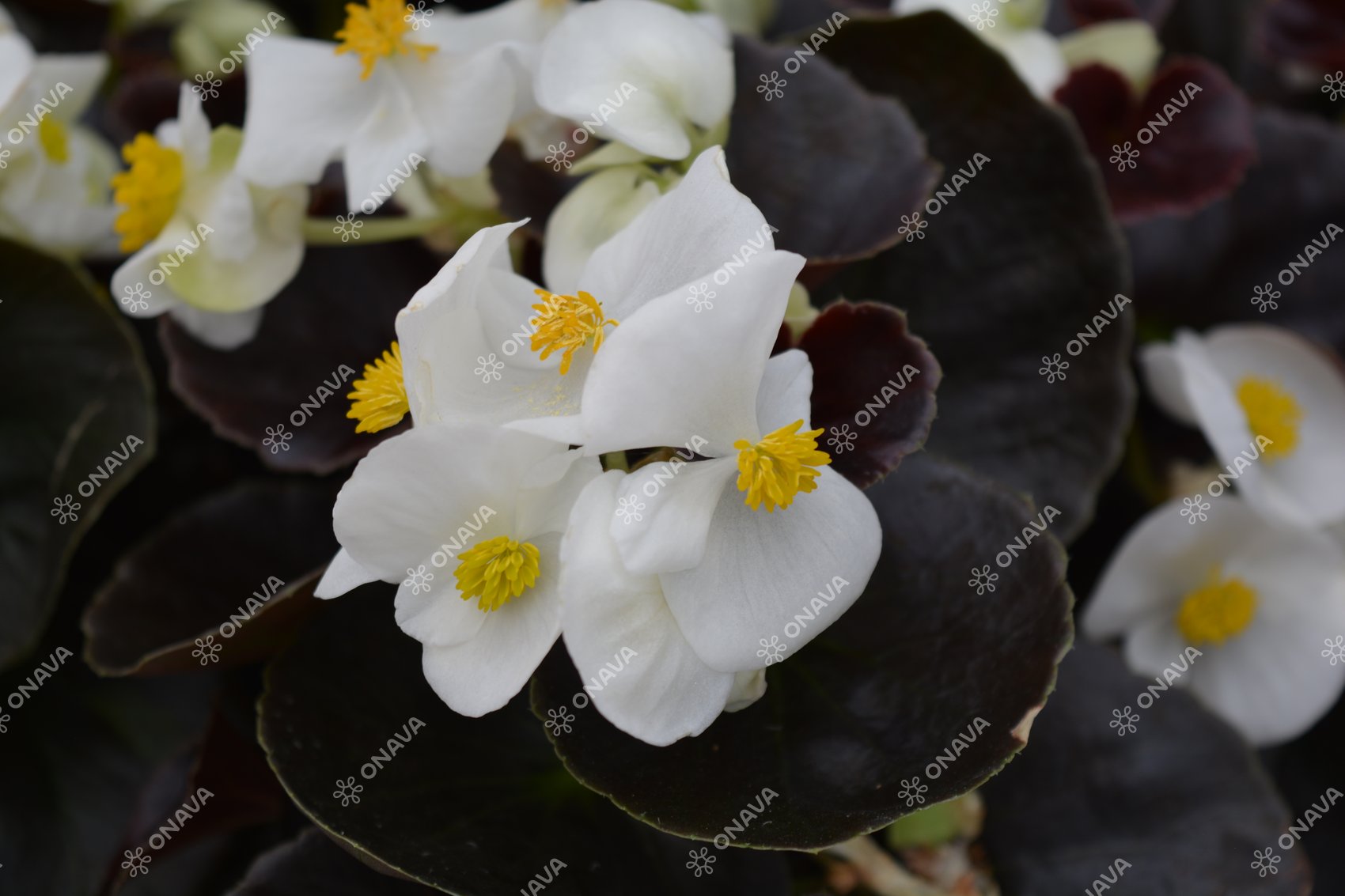 Begonia semperflorens Senator IQ White | Sēklas | Onava.lv