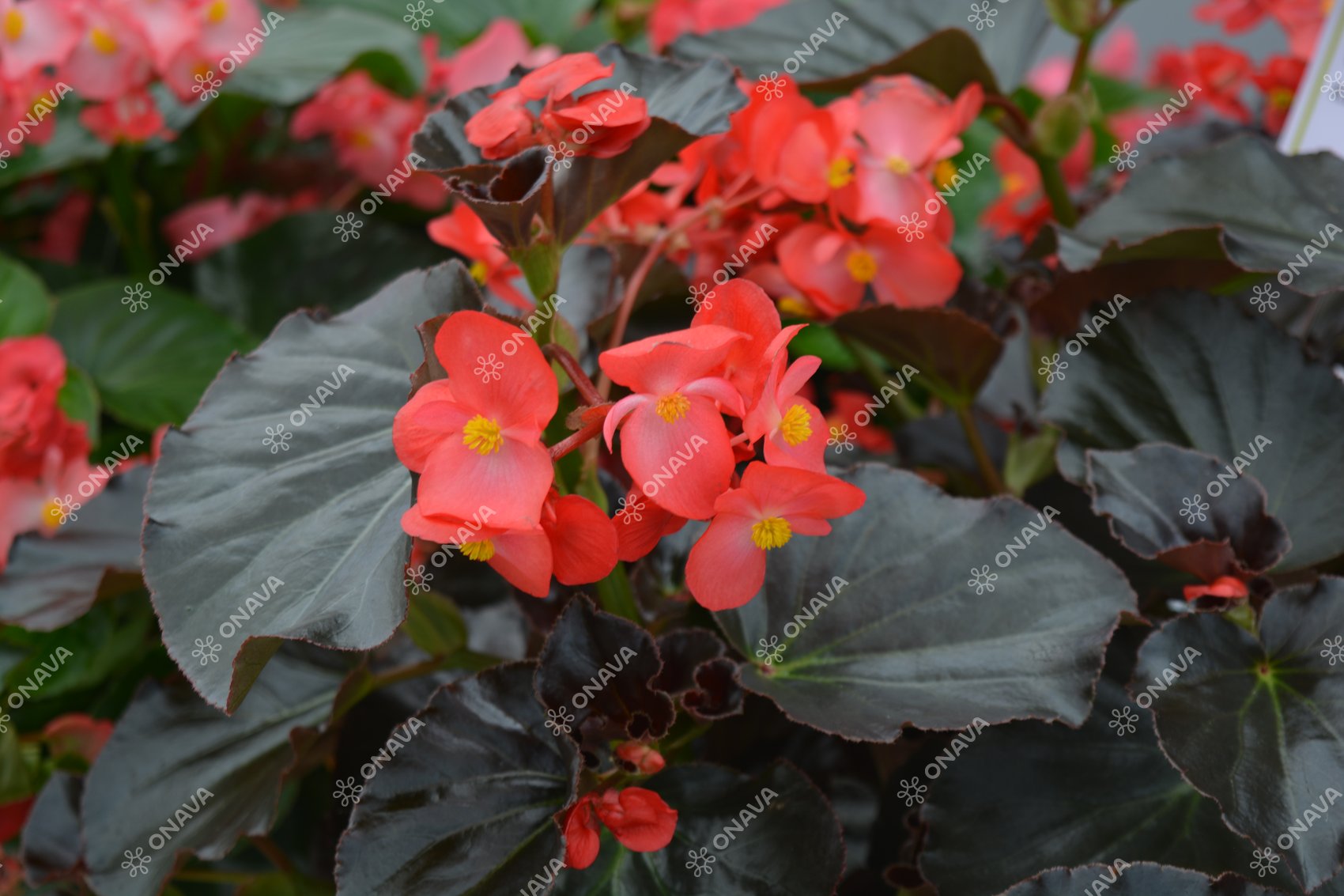 Begonia x hybrida Viking XL Red on Chocolate | Sēklas | Onava.lv