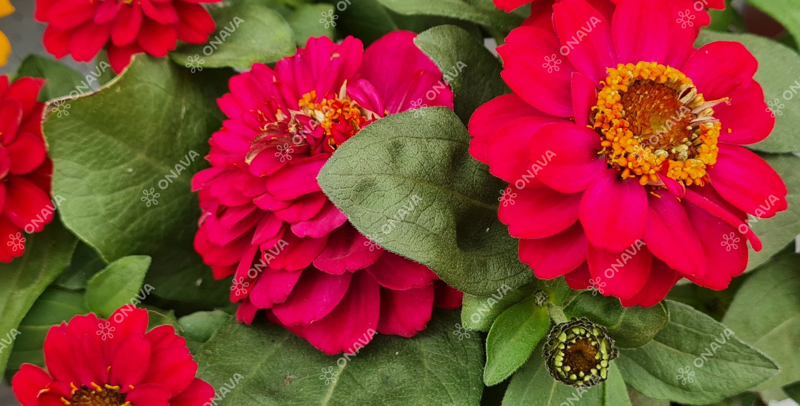 Zinnia hybrida Profusion Double Hot Cherry | Sēklas | Onava.lv