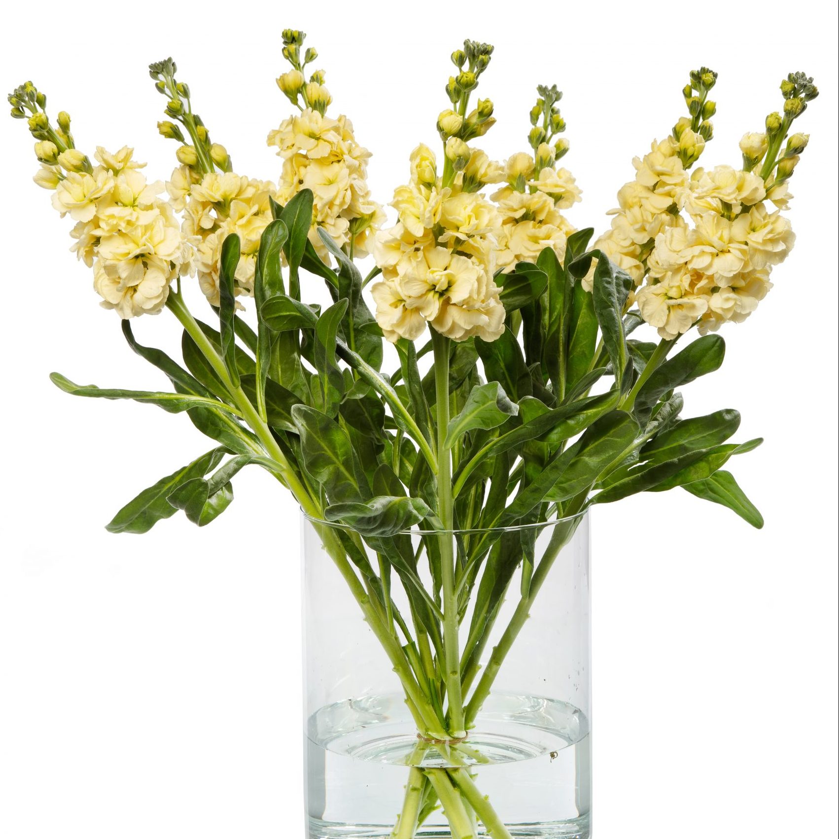 Matthiola incana Iron Early Deep Yellow | Sēklas | Onava.lv