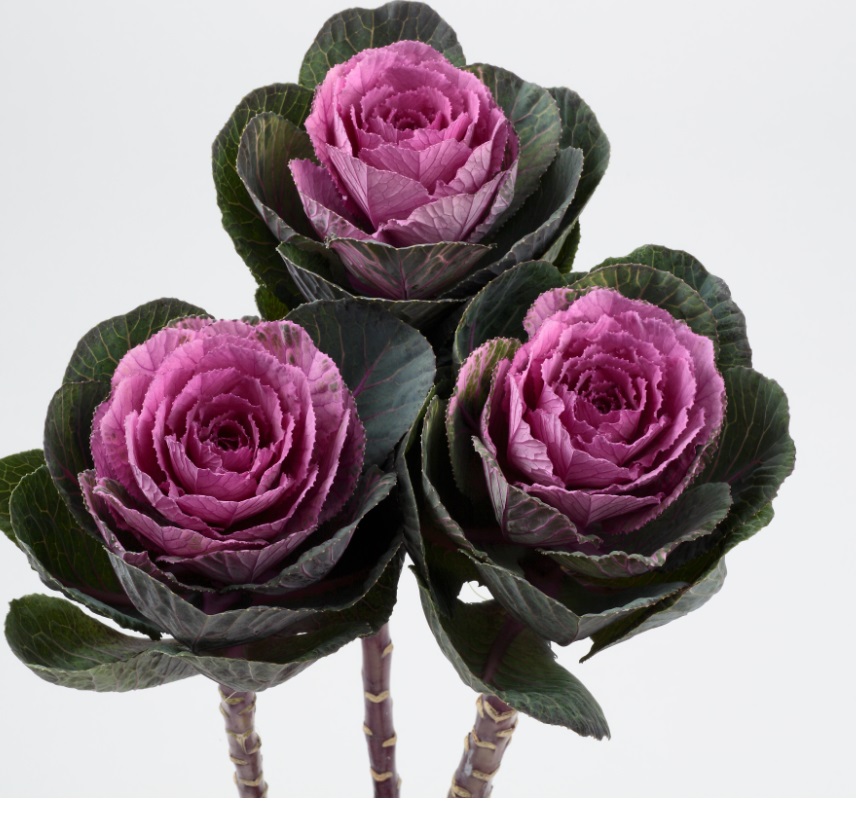 Brassica oleracea Condor Red | Sēklas | Onava.lv