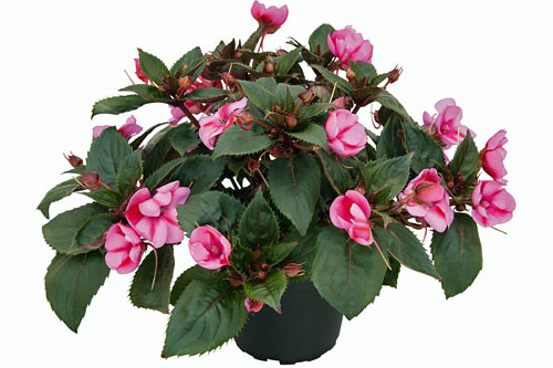 Impatiens Neu-Guinea SunPatiens Compact Red Candy | Jaunstādi | Onava.lv