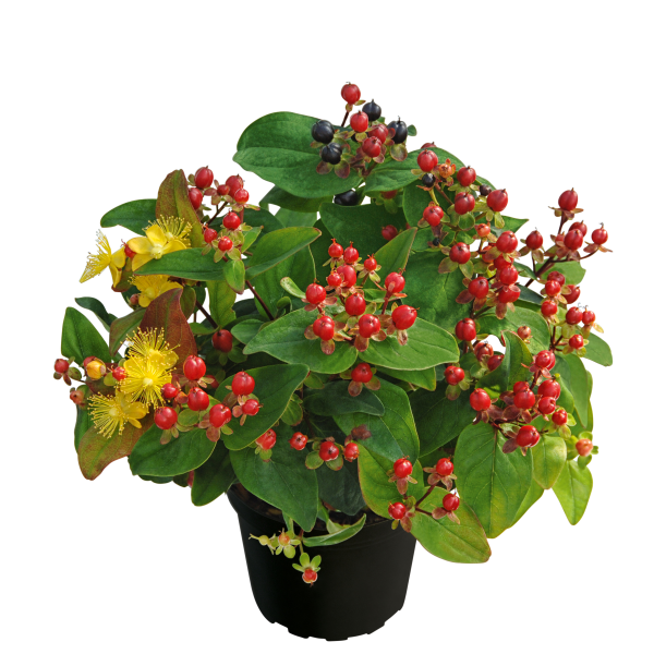 Hypericum Magic Marbles Red | Jaunstādi | Onava.lv