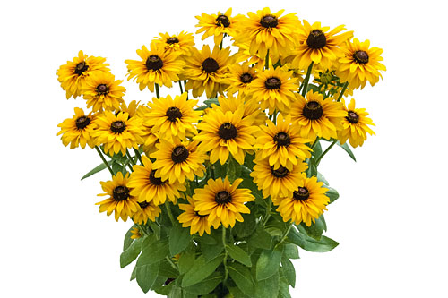 Rudbeckia Double Gold Smiley | Jaunstādi | Onava.lv