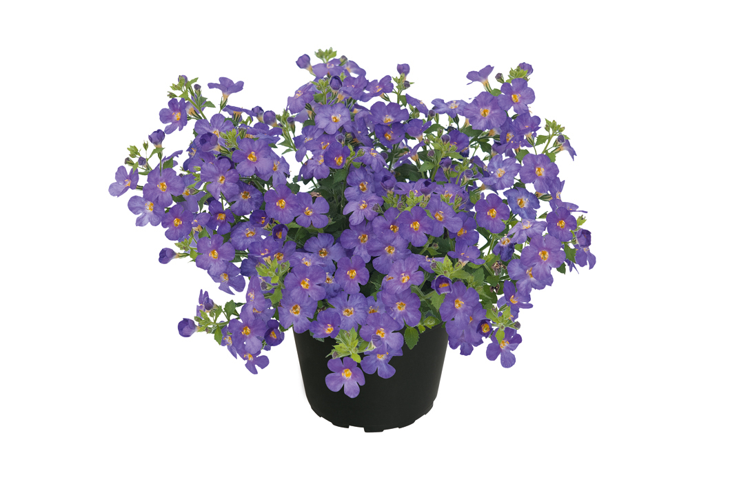 Sutera diffusus Everest Dark Blue | Jaunstādi | Onava.lv