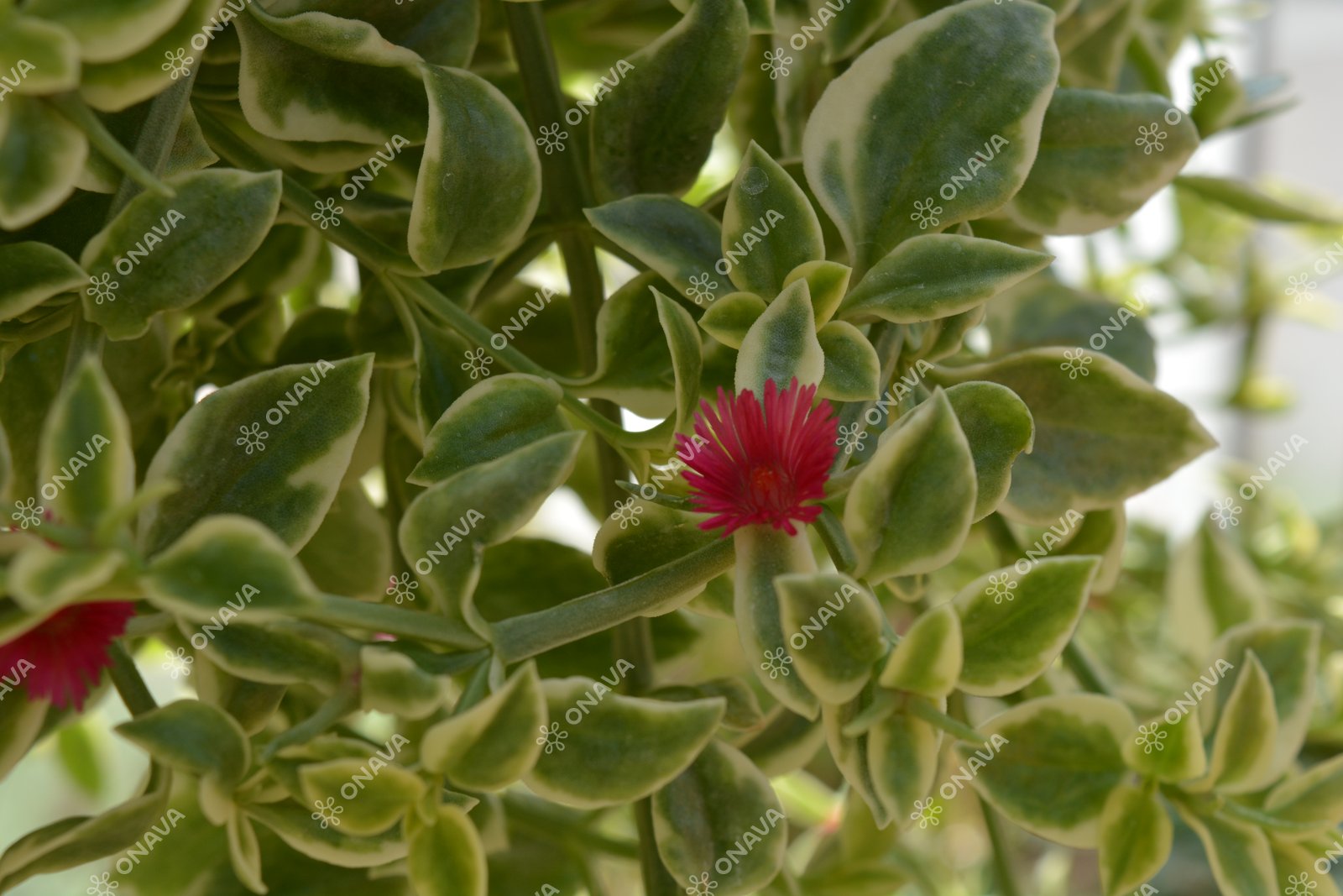 Aptenia cordifolia Mezzo Trailing Red | Jaunstādi | Onava.lv