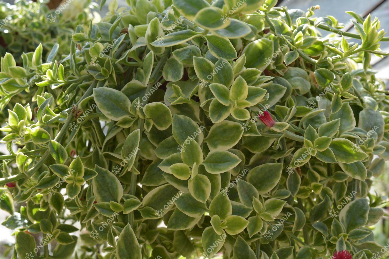 Aptenia cordifolia Mezzo Trailing Red | Jaunstādi | Onava.lv