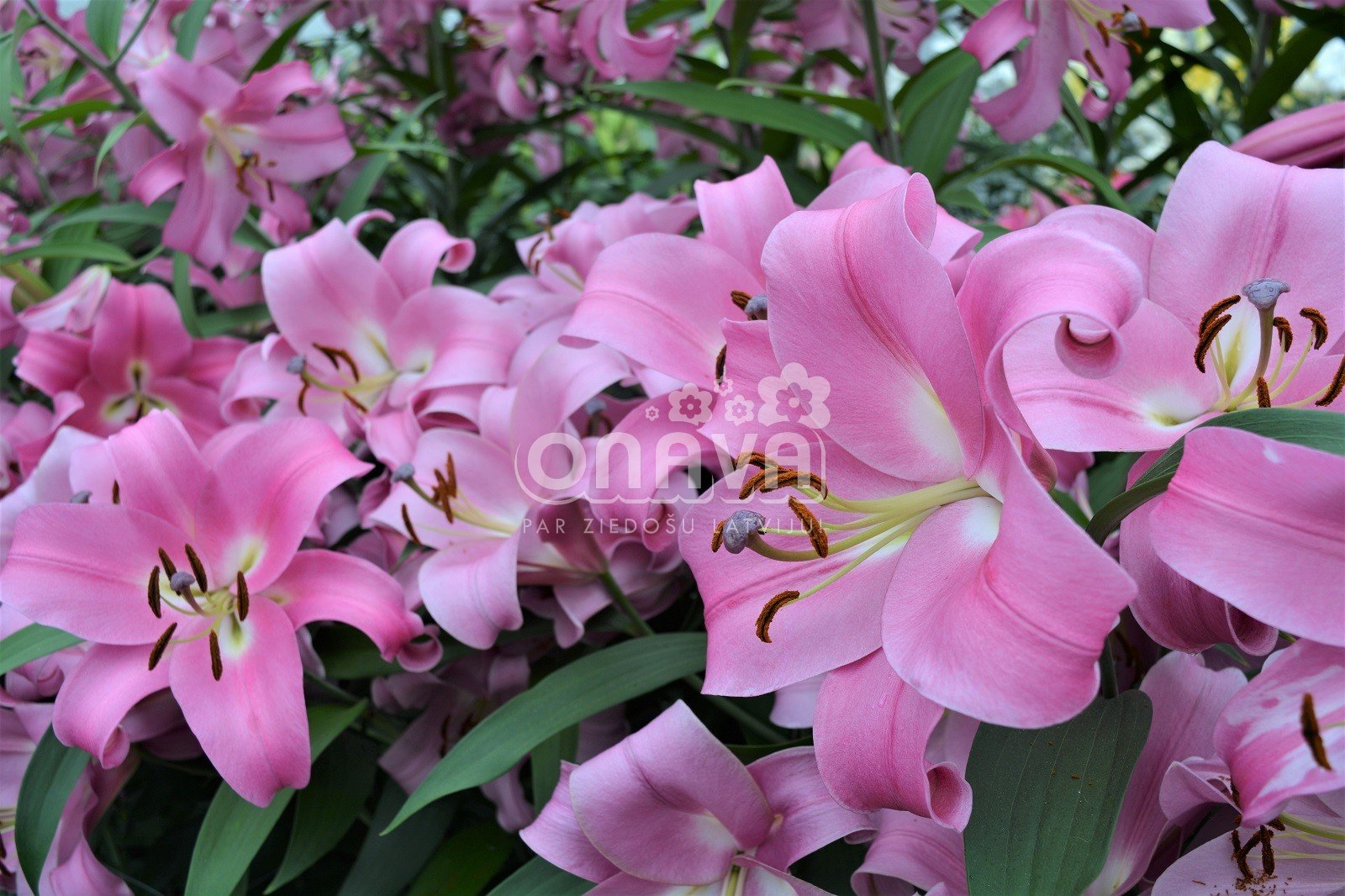 Lilium OT Profundo | Sīpolpuķes | Onava.lv