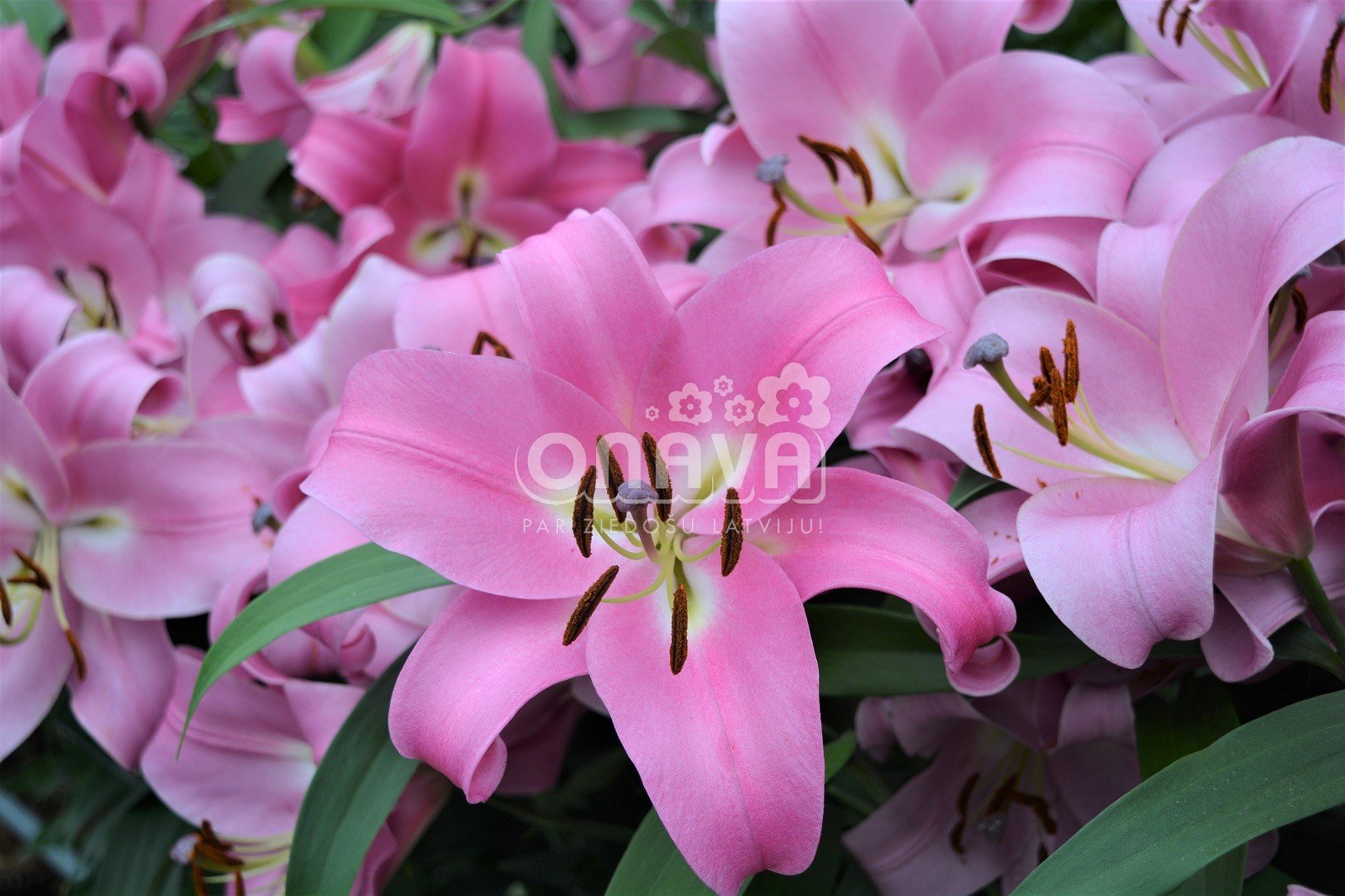 Lilium OT Profundo | Sīpolpuķes | Onava.lv