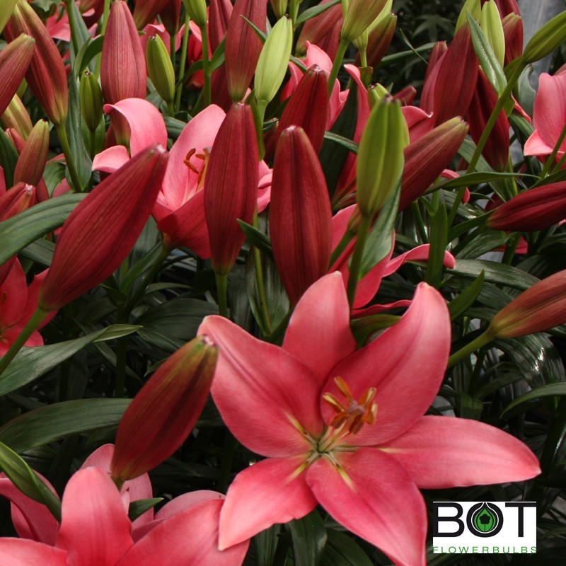 Lilium LA Indian Summerset | Sīpolpuķes | Onava.lv