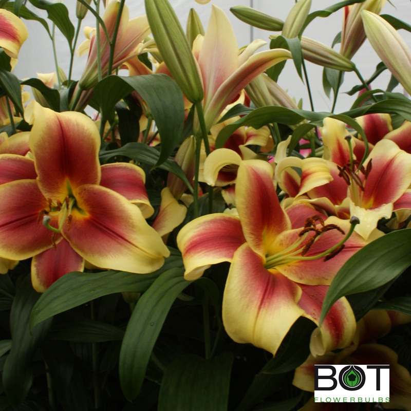 Lilium OT Flavia | Sīpolpuķes | Onava.lv