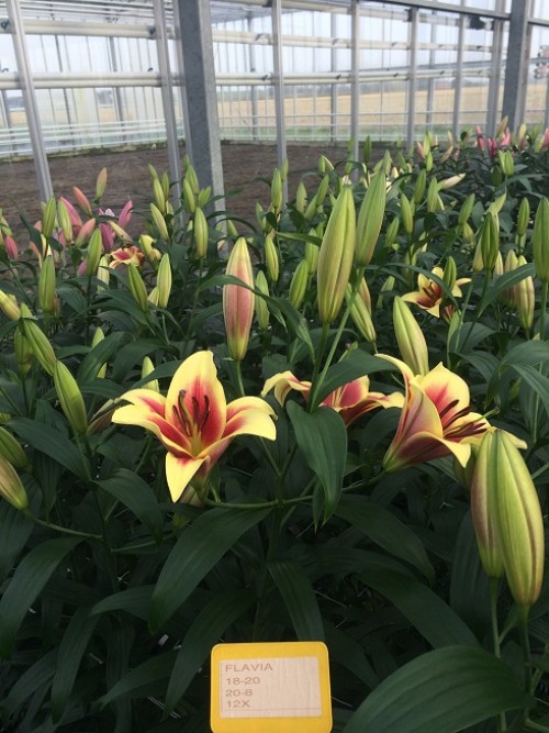 Lilium OT Flavia | Sīpolpuķes | Onava.lv