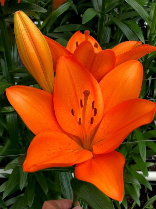 Lilium LA Farinella | Sīpolpuķes | Onava.lv