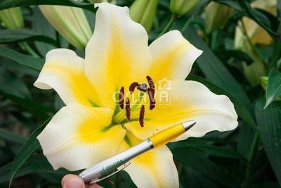 Lilium OT Manissa | Sīpolpuķes | Onava.lv