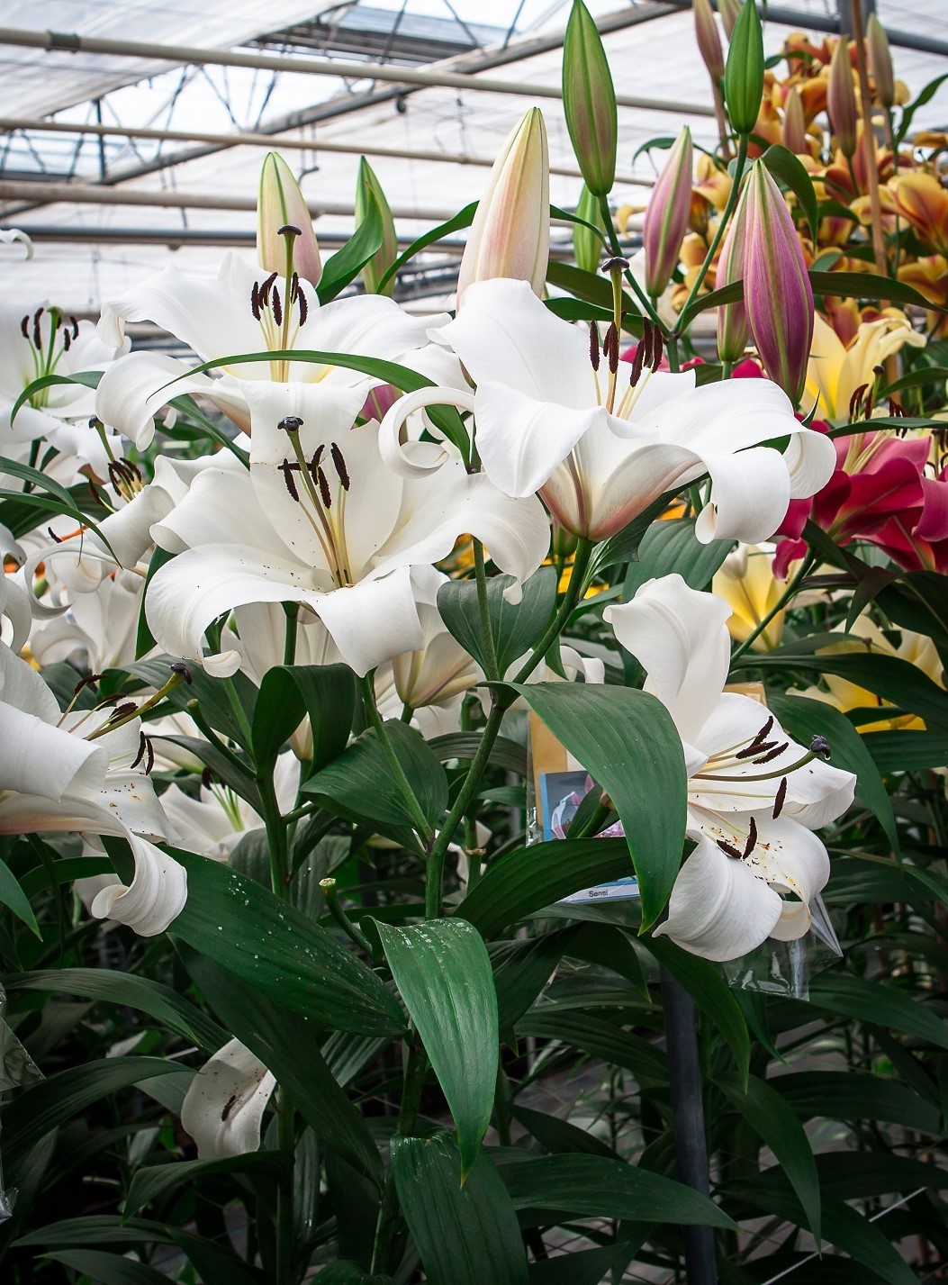 Lilium OT Saronno | Sīpolpuķes | Onava.lv