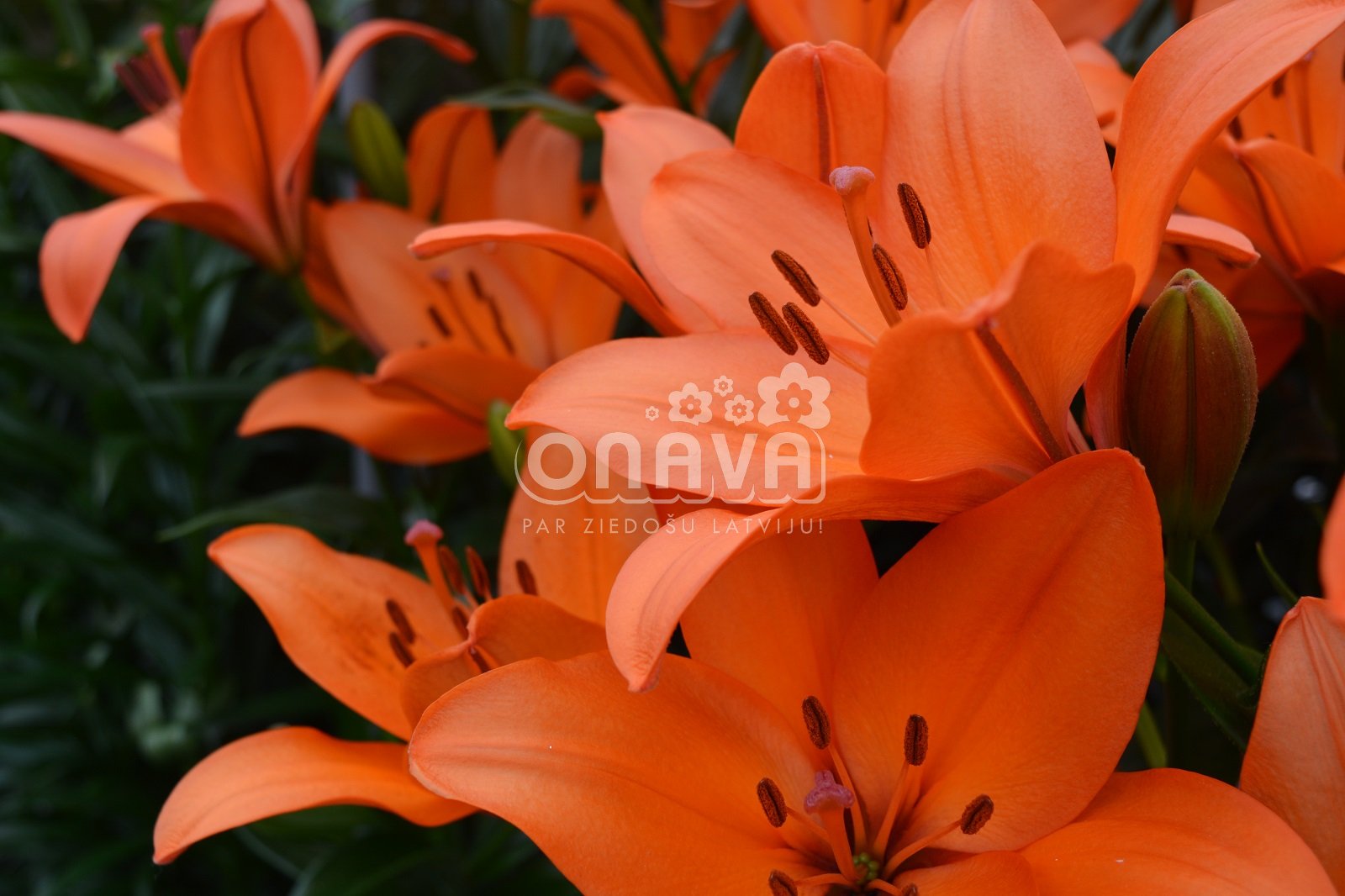 Lilium LA Amateras | Sīpolpuķes | Onava.lv