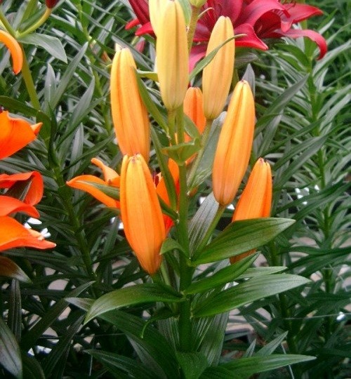 Lilium AZ Tebaldi | Sīpolpuķes | Onava.lv