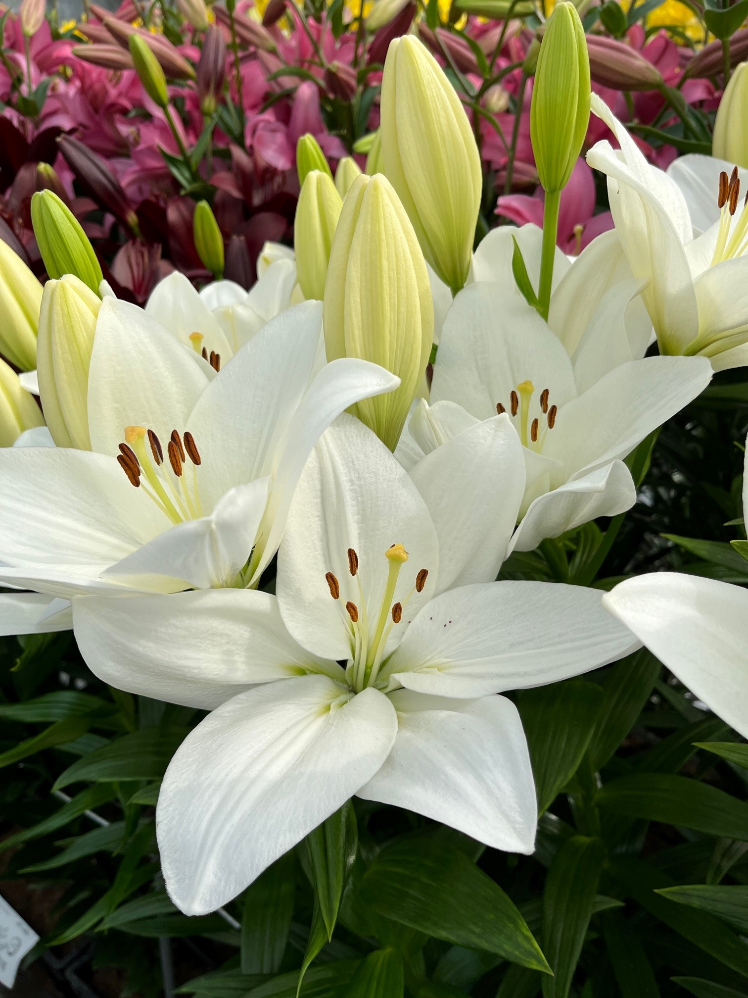 Lilium LA Mary Ann | Sīpolpuķes | Onava.lv